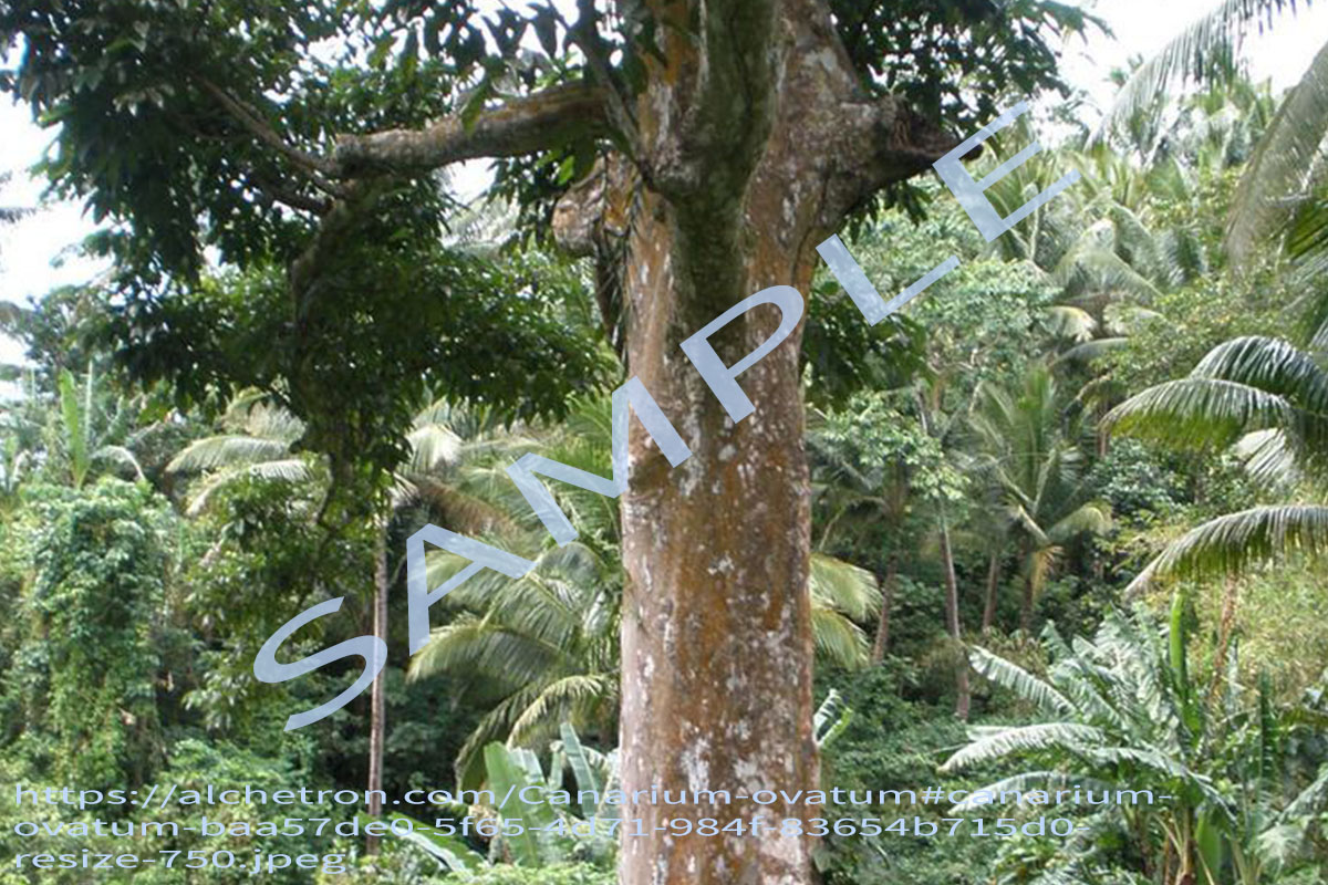 Morphological Characteristics of Pili