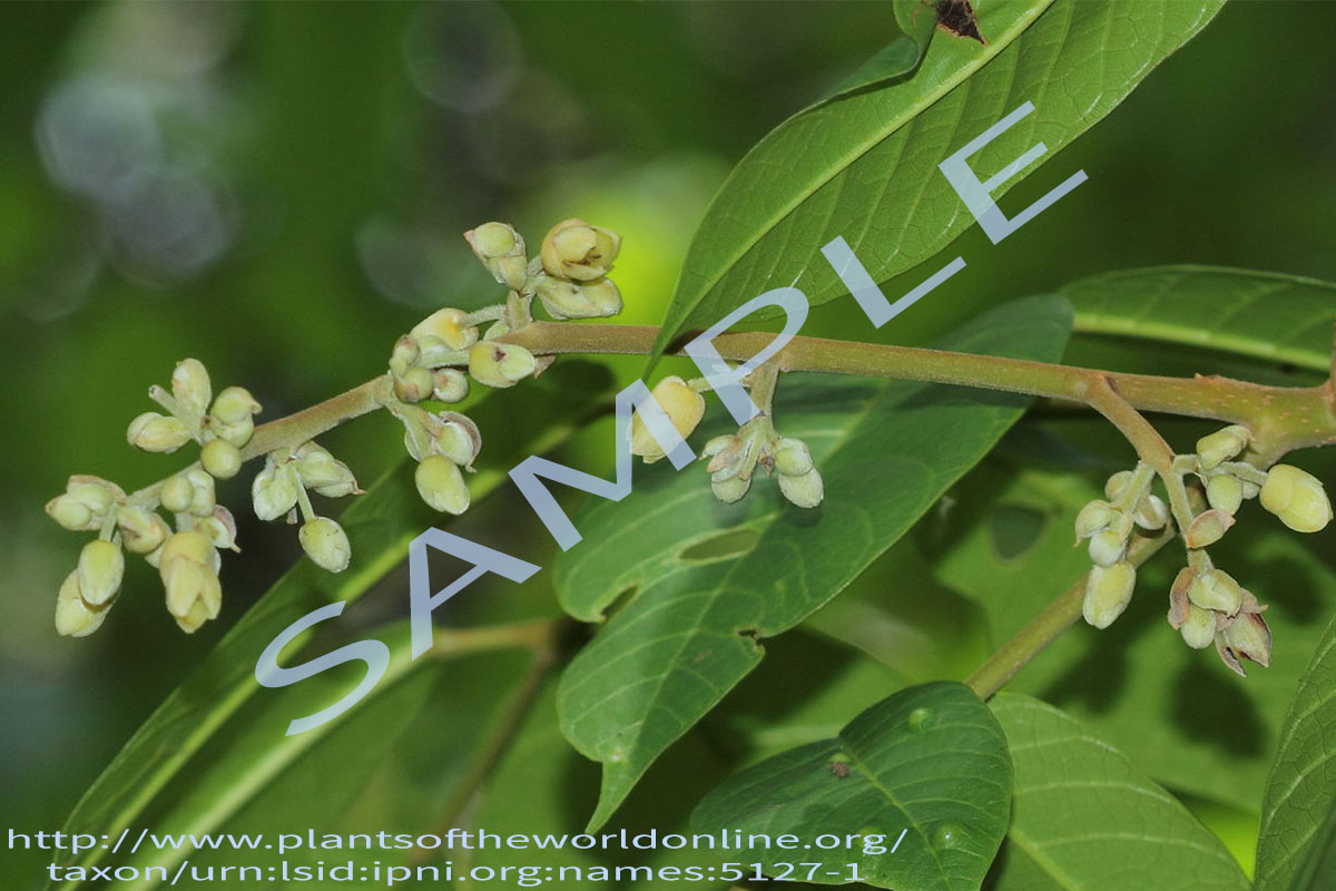 Morphological Characteristics of Pili