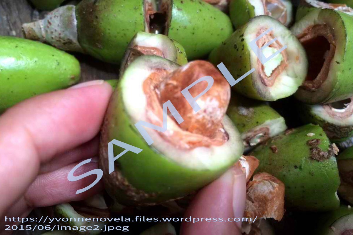 Morphological Characteristics of Pili