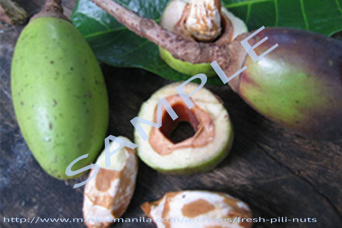 Morphological Characteristics of Pili