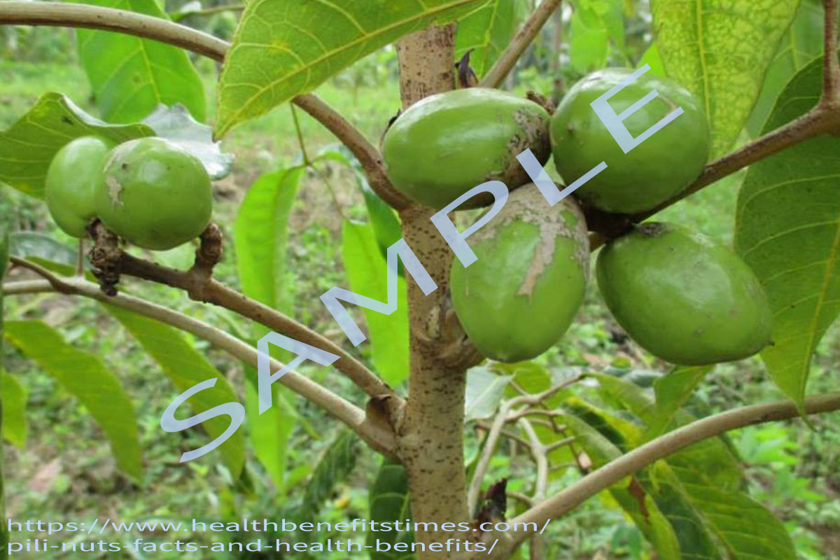 Morphological Characteristics of Pili