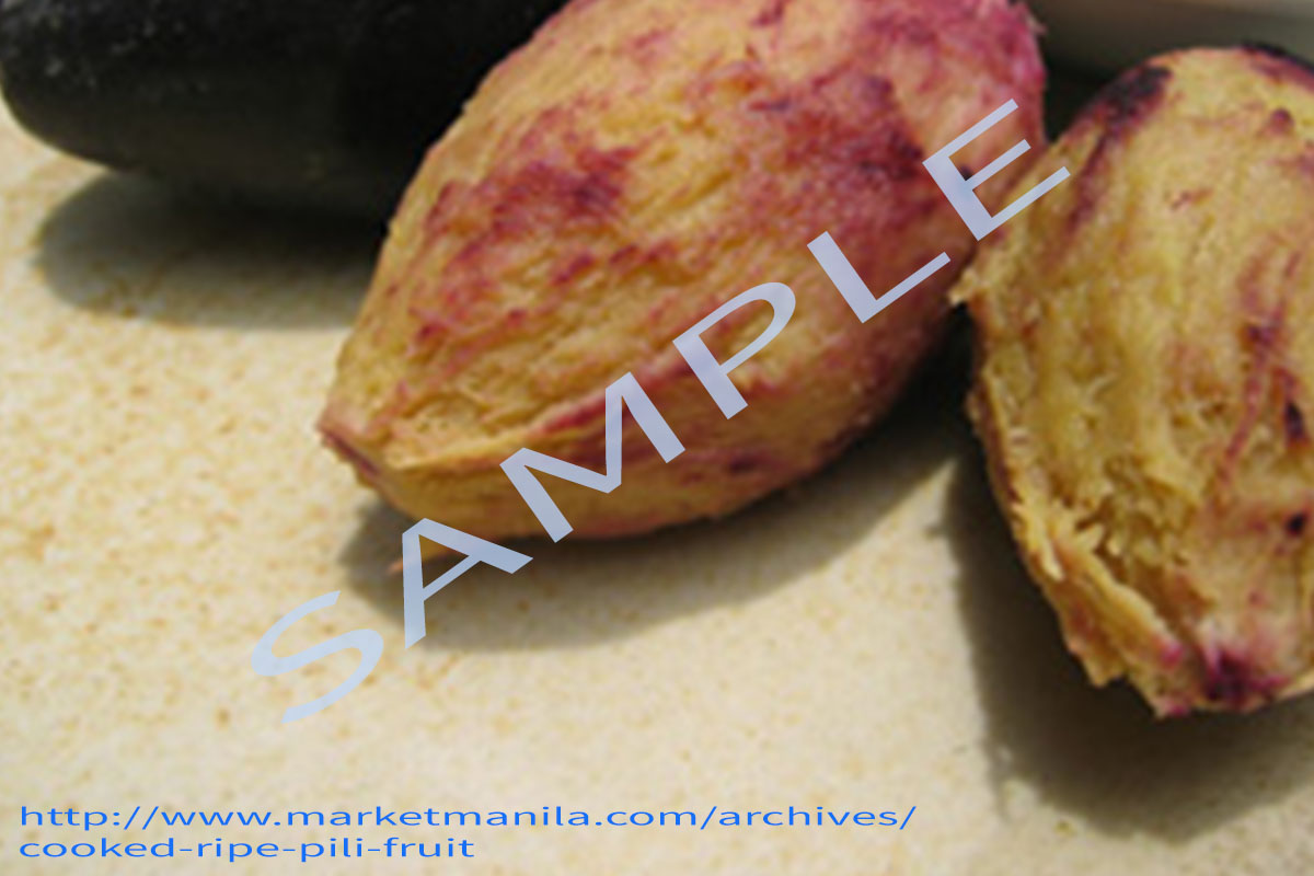 Morphological Characteristics of Pili