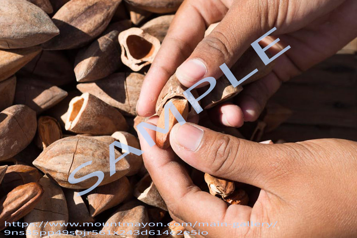 Morphological Characteristics of Pili