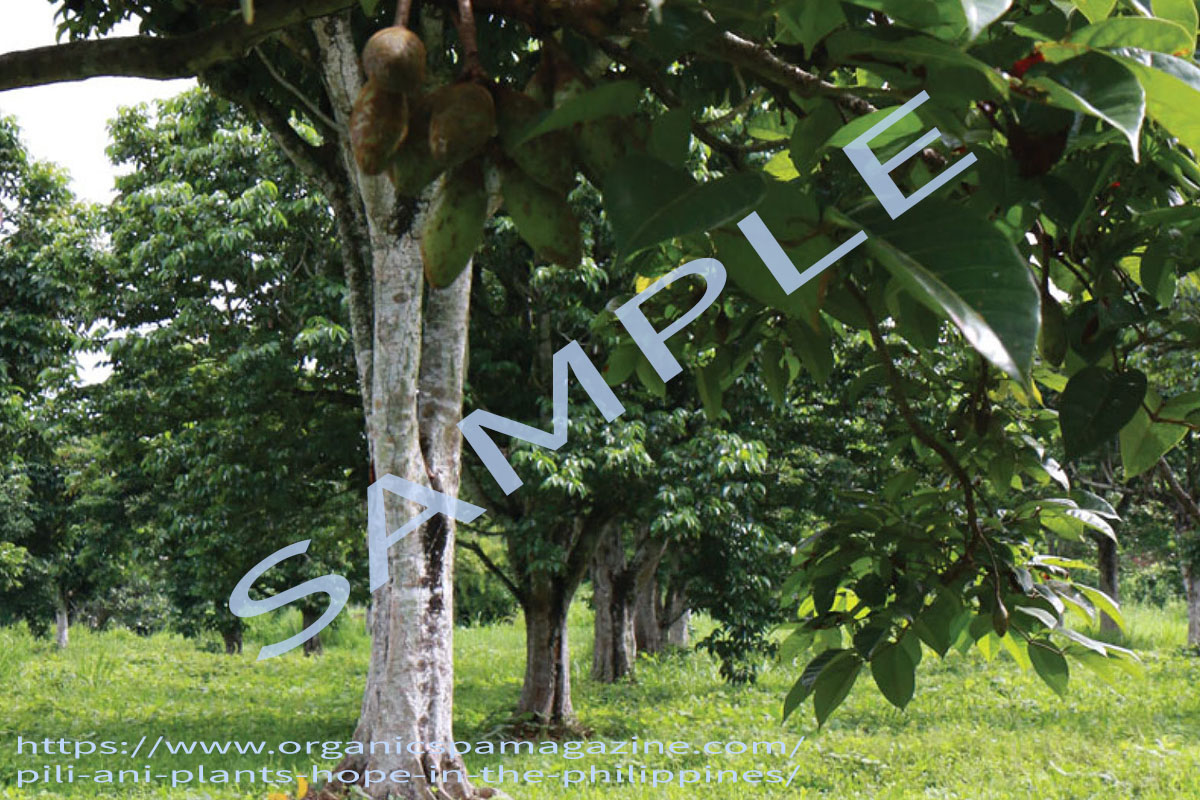 Morphological Characteristics of Pili